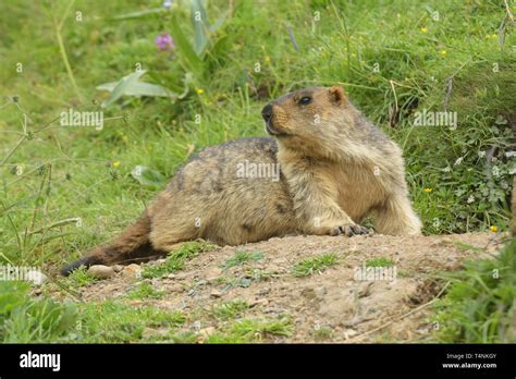 Himalayan Marmot Marmota Himalayana At The Entrance To Its Burrow In