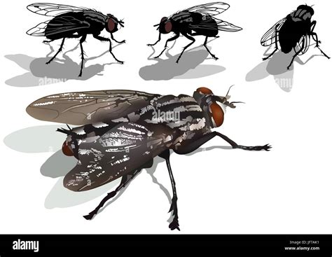 Insect Housefly Fly Macro Close Up Macro Admission Close Up View