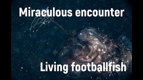 Underwater Video Of Living Pacific Footballfish（himantolophus Sagamius