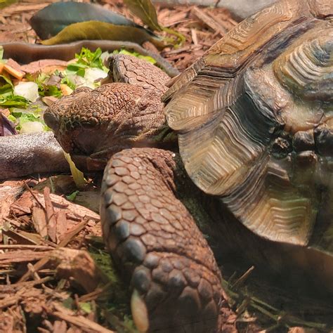 Ecosystem Explorers Field Trip Schiele Museum