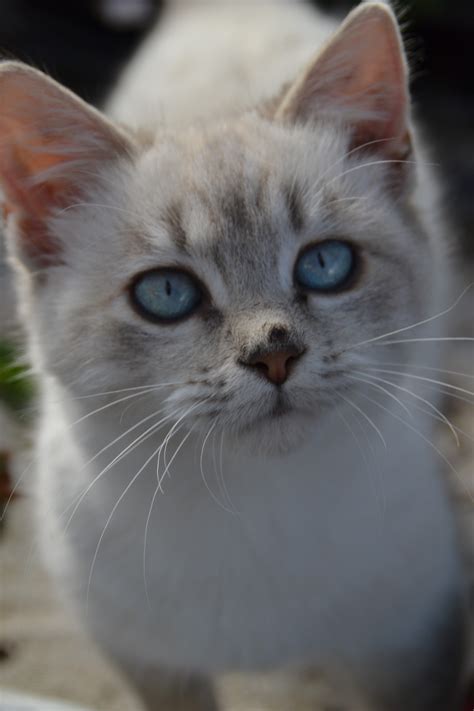 Curiosità Felina Di Marcohawk Partecipa Al Concorso Micio Micio Bau