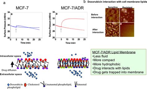 Biophysics Of Resistant And Sensitive Cell Membrane Lipids Interaction Download Scientific