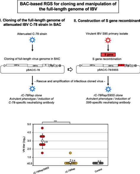 Bacterial Artificial Chromosome Based Reverse Genetics System For
