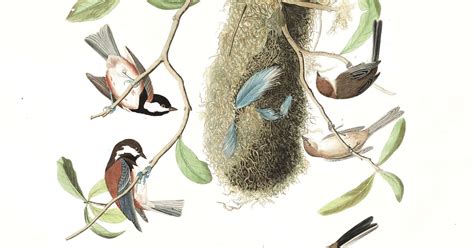 Chesnut Backed Titmouse Black Capt Titmouse And Chesnut Crowned Titmouse John James Audubon