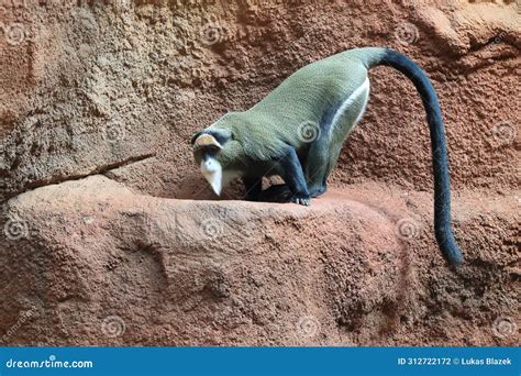 De Brazza Monkey Cercopithecus Zanectus From Africa In Captivity