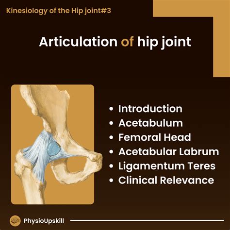 Episode120 Kinesiology Of The Hip Joint3 Physioupskill