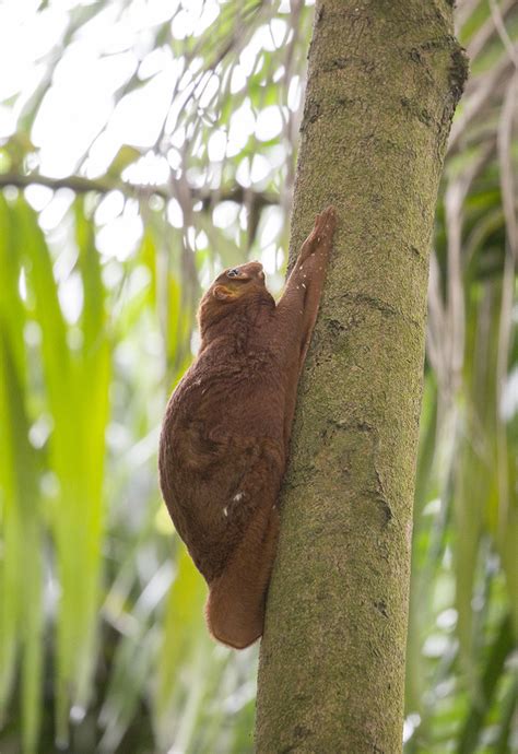 Sunda Colugo Galeopterus Variegatus Know Your Mammals