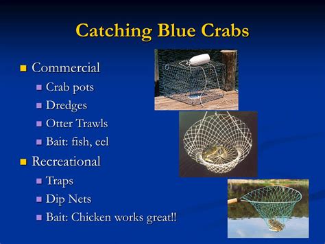 Blue Crab Kingdom Classification At Charli Bayly Blog