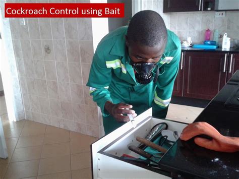 Cockroach Control Services Safe And Effective 0772593344 Harare