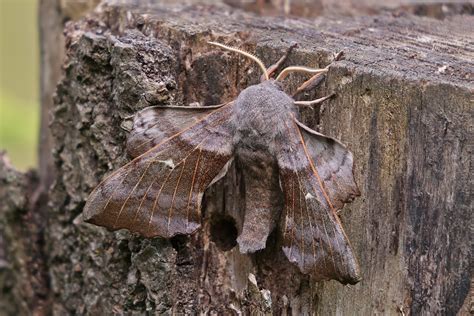 Marvellous Moths South Downs National Park Authority