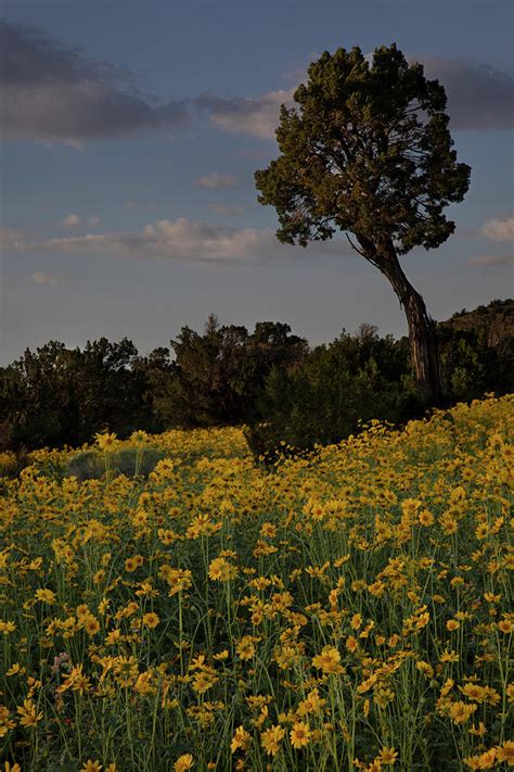 Juniper In The Wildflowers Arizona Photograph By Dave Wilson Fine