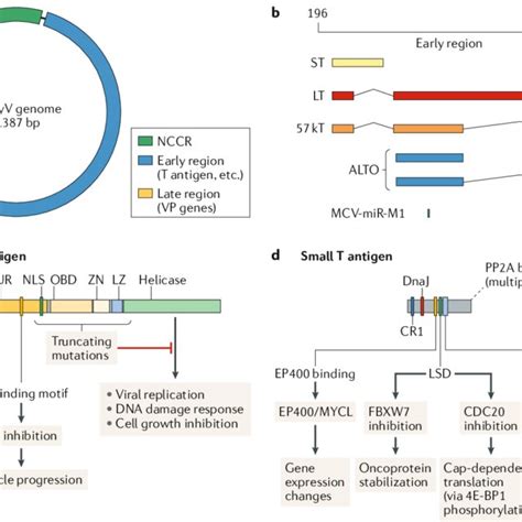 Structure And Function Of The Merkel Cell Polyomavirus Genome A