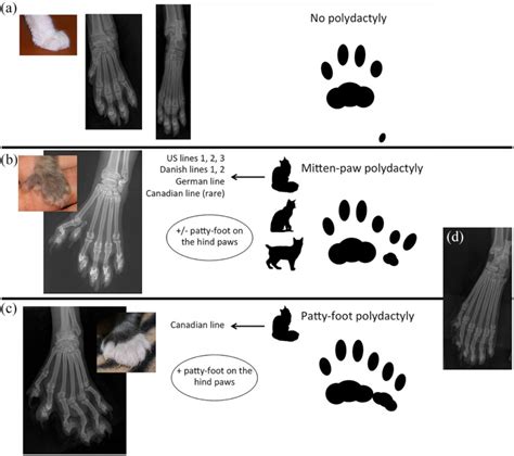 Genetic Heterogeneity Of Polydactyly In Maine Coon Cats Pmc