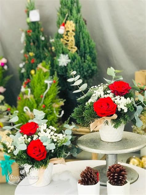 Chậu Hoa Hồng Mini Quà Tặng Shop Hoa Tươi