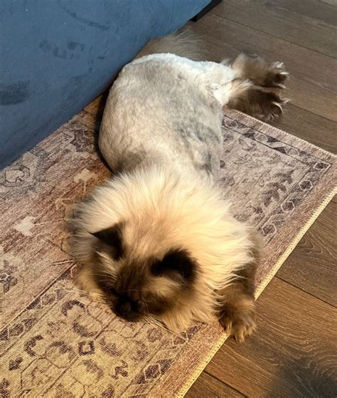 Loree Dittrich On Linkedin Lionkingcat