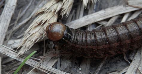 Cutworms In Garden Identification And Natural Solutions