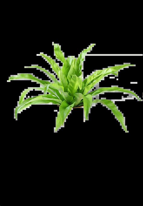 鸟巢蕨4 花瓣网