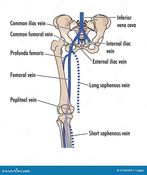 Aders Van Het Been Vector Illustratie Illustration Of Wetenschap