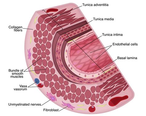Histologi Sistem Kardiovaskuler Ringkasan And Penjelasan Lengkap Umeds