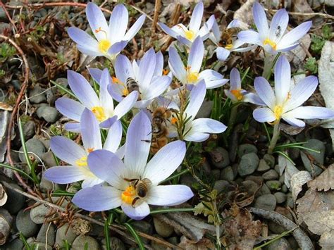 Cool Crocus Sex Fact From Root To Shoot