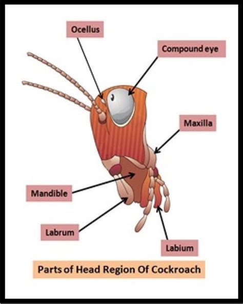 Parts Of Head Region Of Cockroach
