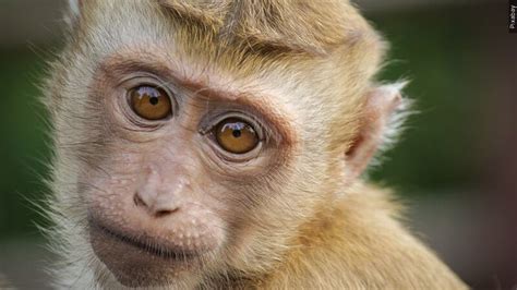 Ct Senator Among Lawmakers To Introduce Proposal To Ban Private Owning