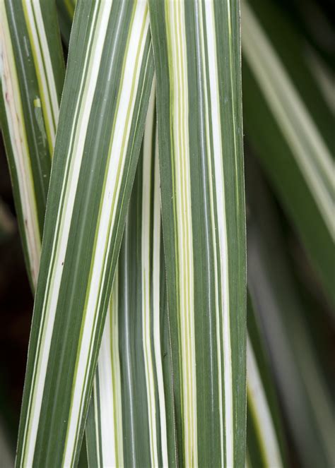 Cabaret Japanese Silver Grass Miscanthus Sinensis Cabaret
