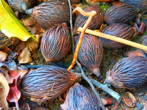And X22close Up Of Tropical Seed Sprouting Among Dry Leaves Nature