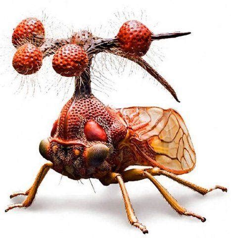 The Most Ugly Insect In The World