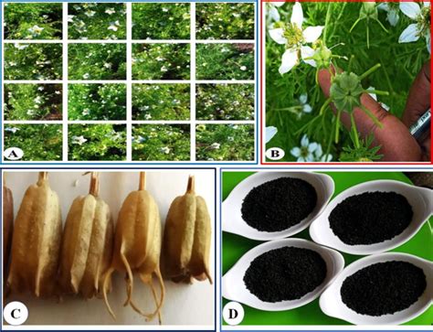 Images Showed A The Morphological Appearance B The Leaf Flower