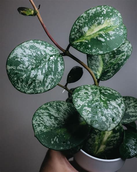 Hoya Mathilde Care And Growing Guide Plantcarefully