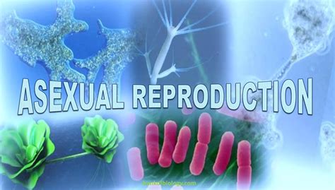 1 Reproduction In Organisms Part 1 Asexual Reproductionpdf