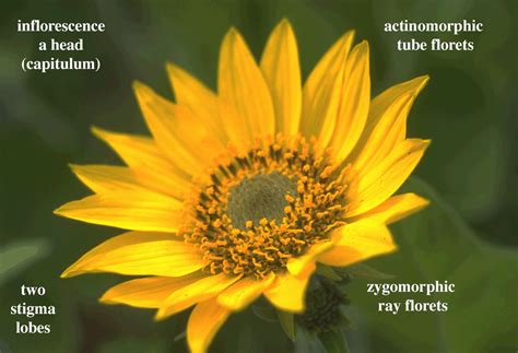 Plant Science Botany Multiple Questions And Answers