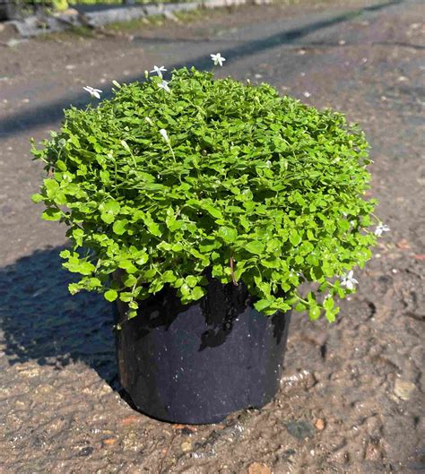 Pratia Puberula Andreasens Green