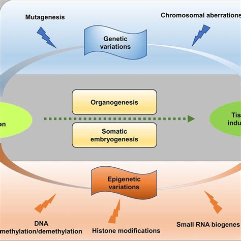 Schematic Diagram Of Tissue Culture Induced Variation Download Scientific Diagram