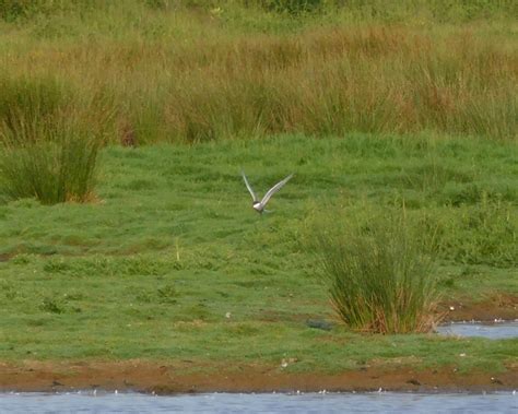 Iow Birds And Nature Whiskered Tern Brading Nr