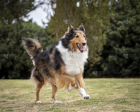 快乐的柯利犬在大自然中奔跑跳跃的肖像