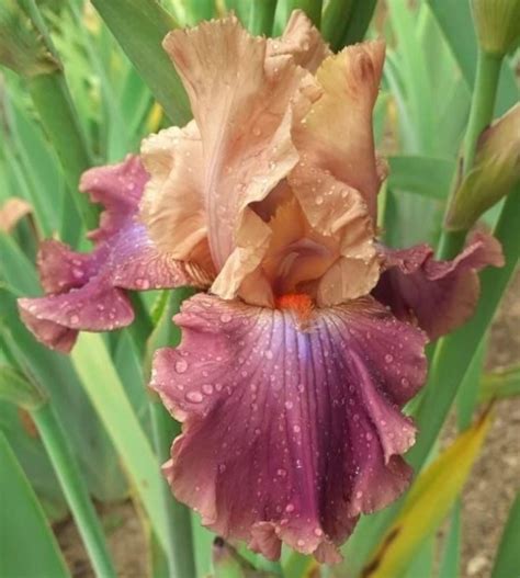 Chasing Rainbows La Collina Delle Iris