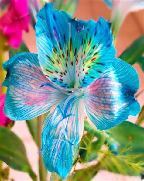 Alstroemeria Blue Tiger Lilies
