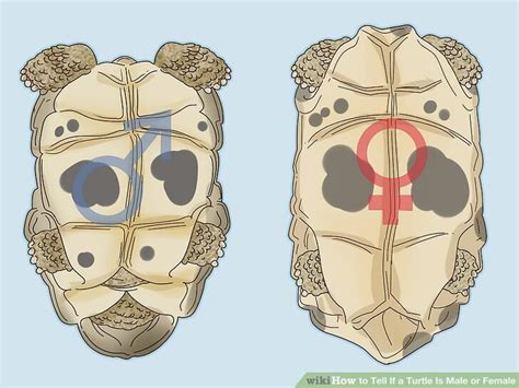 How To Tell If A Turtle Is Male Or Female 8 Steps With Pictures