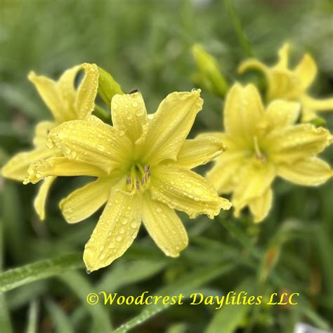 Woodcrest Daylilies Llc Fours Are Wild