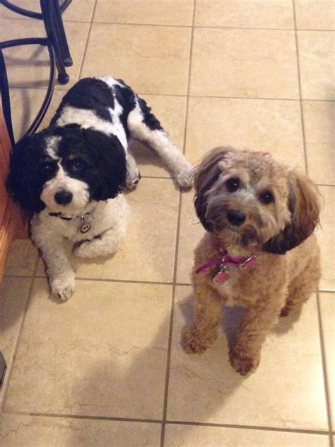 Meet The Cutest Cockapoos Riley And Ruby