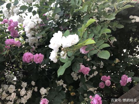 蔷薇花语：美好而又神秘百科ta说