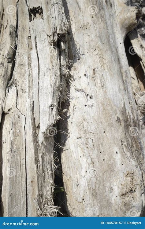 Texture Of Dry And Dead Stems And Tree Branches Naturally Isolated On