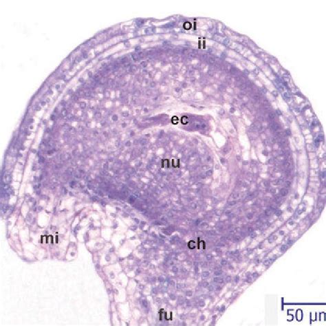 Campylotropous Ovule Of S Muradica Chchalaza Ec Embryo Sac Fu