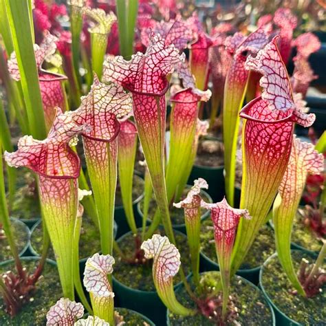 Sarracenia Leucophylla X Mitchelliana For Sale Grow Carnivorous Plants