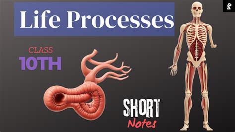 Life Processes Class 10 Life Process Notes Life Processes Class 10 Notes Chapter 6 Science