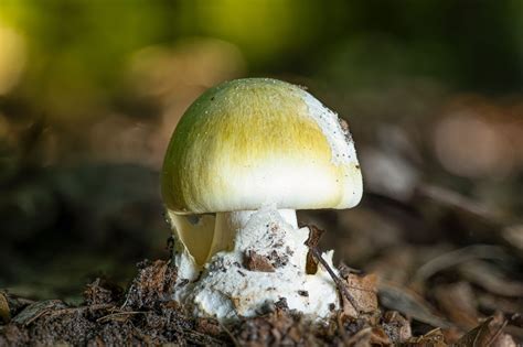 What Are Death Cap Mushrooms Mushroom Headquarters
