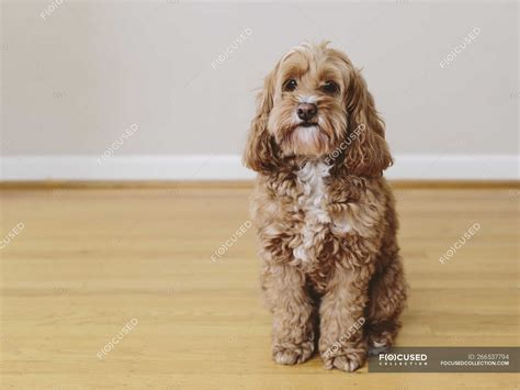 Are All Cockapoos Curly