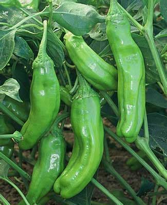 All Hot Pepper Seeds Tomato Growers Supply Company Page 6